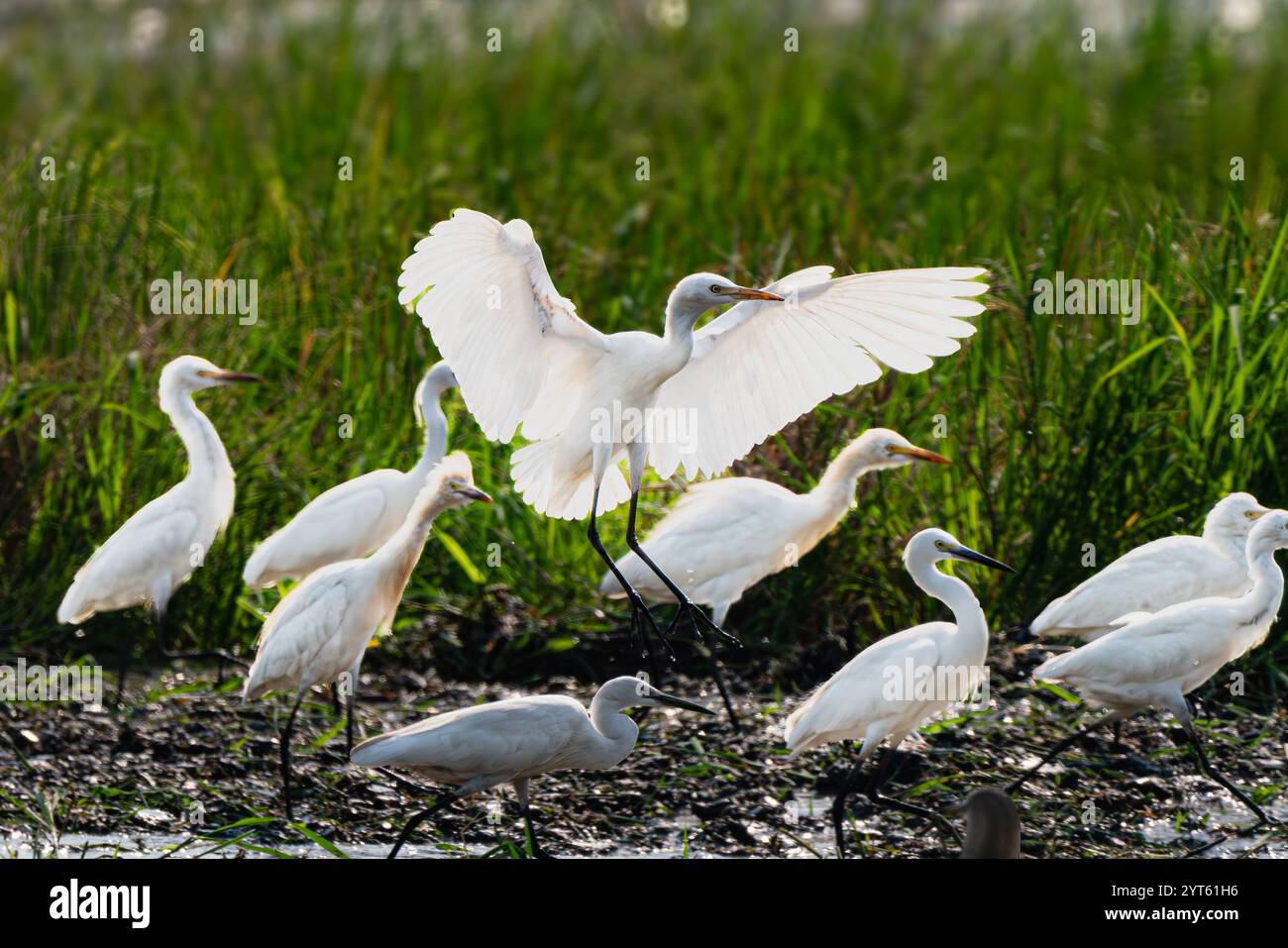 Flock of cattle egrets flying on rice farm Stock Photo - Alamy