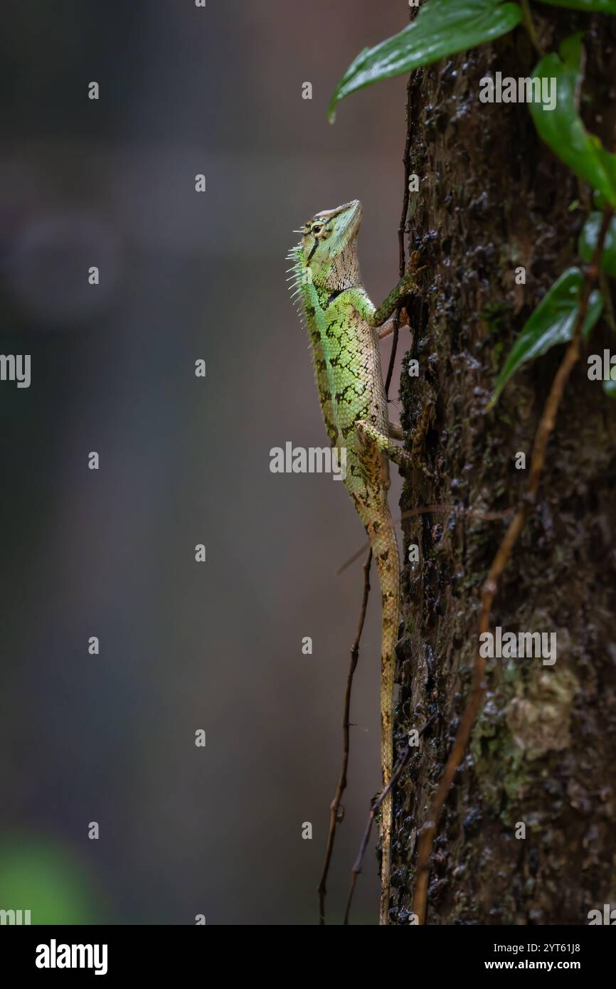 Closeup beautiful crested lizard hi-res stock photography and images ...