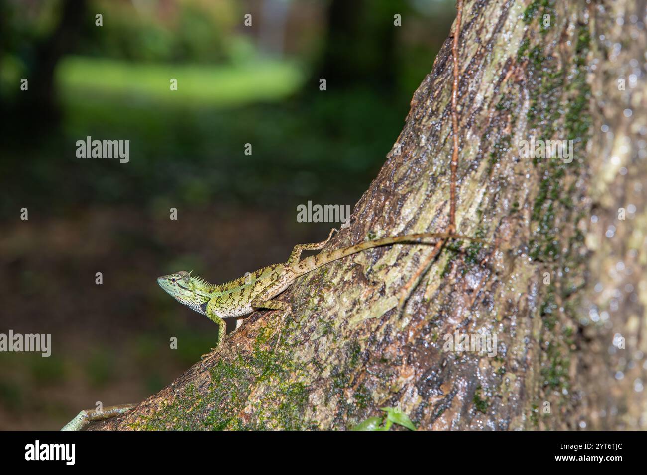 Closeup beautiful crested lizard hi-res stock photography and images ...