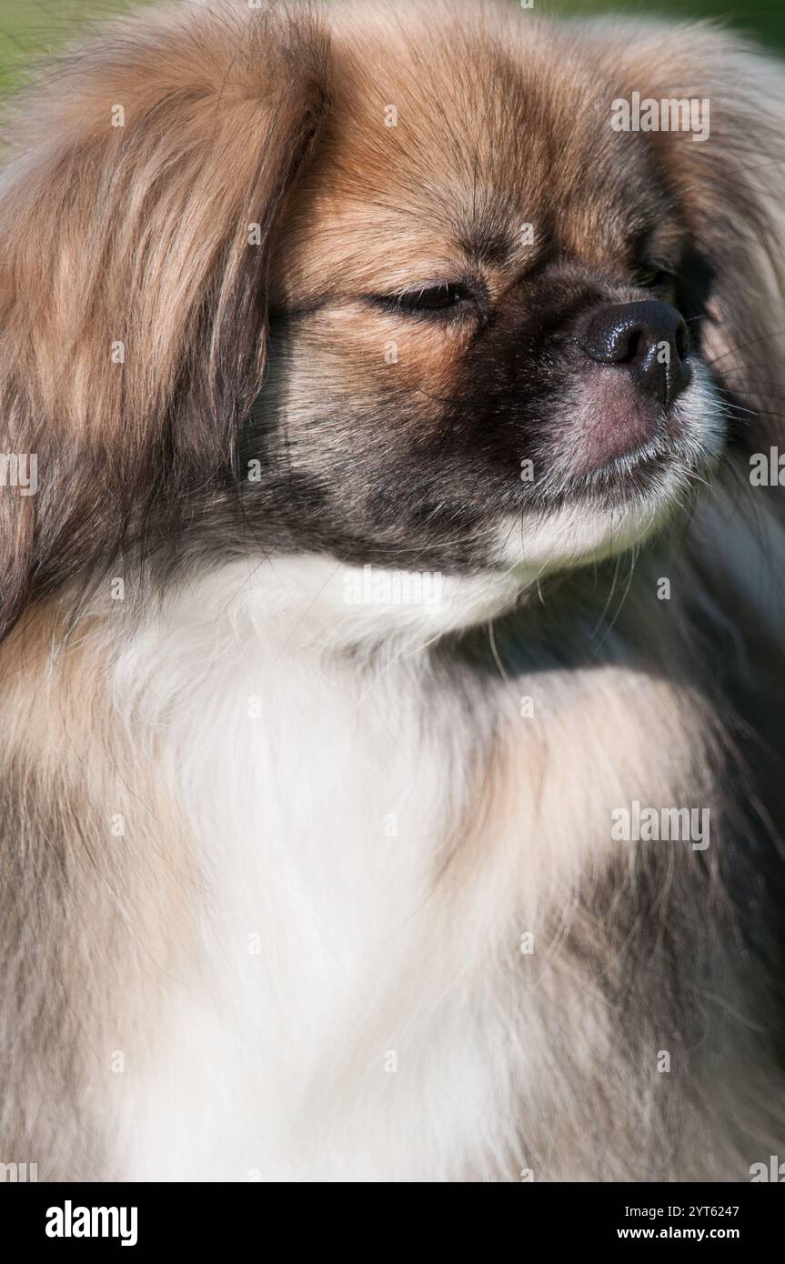 Tibetan Spaniel close-up headshot portrait Stock Photo - Alamy