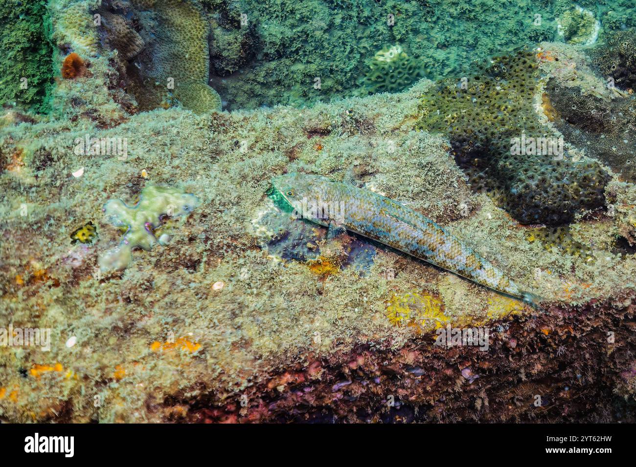 Camouflaging perfectly hi-res stock photography and images - Alamy