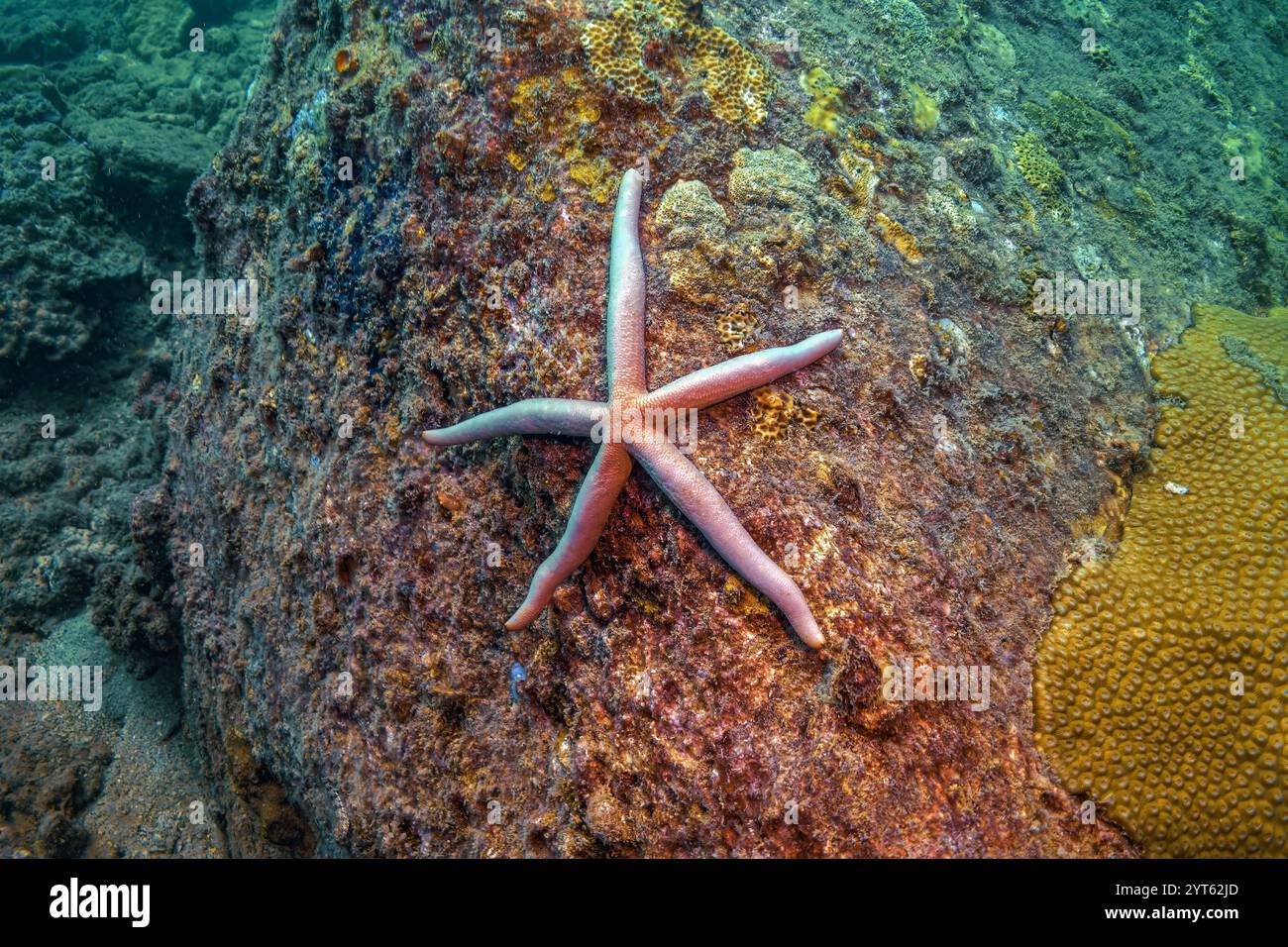 Pink starfish with five arms clinging to a submerged rock, partially ...