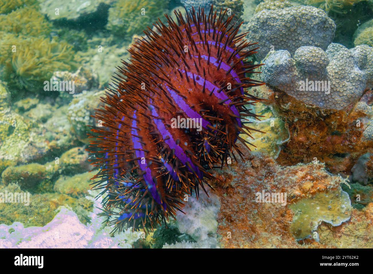 Crown-of-thorns starfish (acanthaster planci) displaying vibrant purple ...