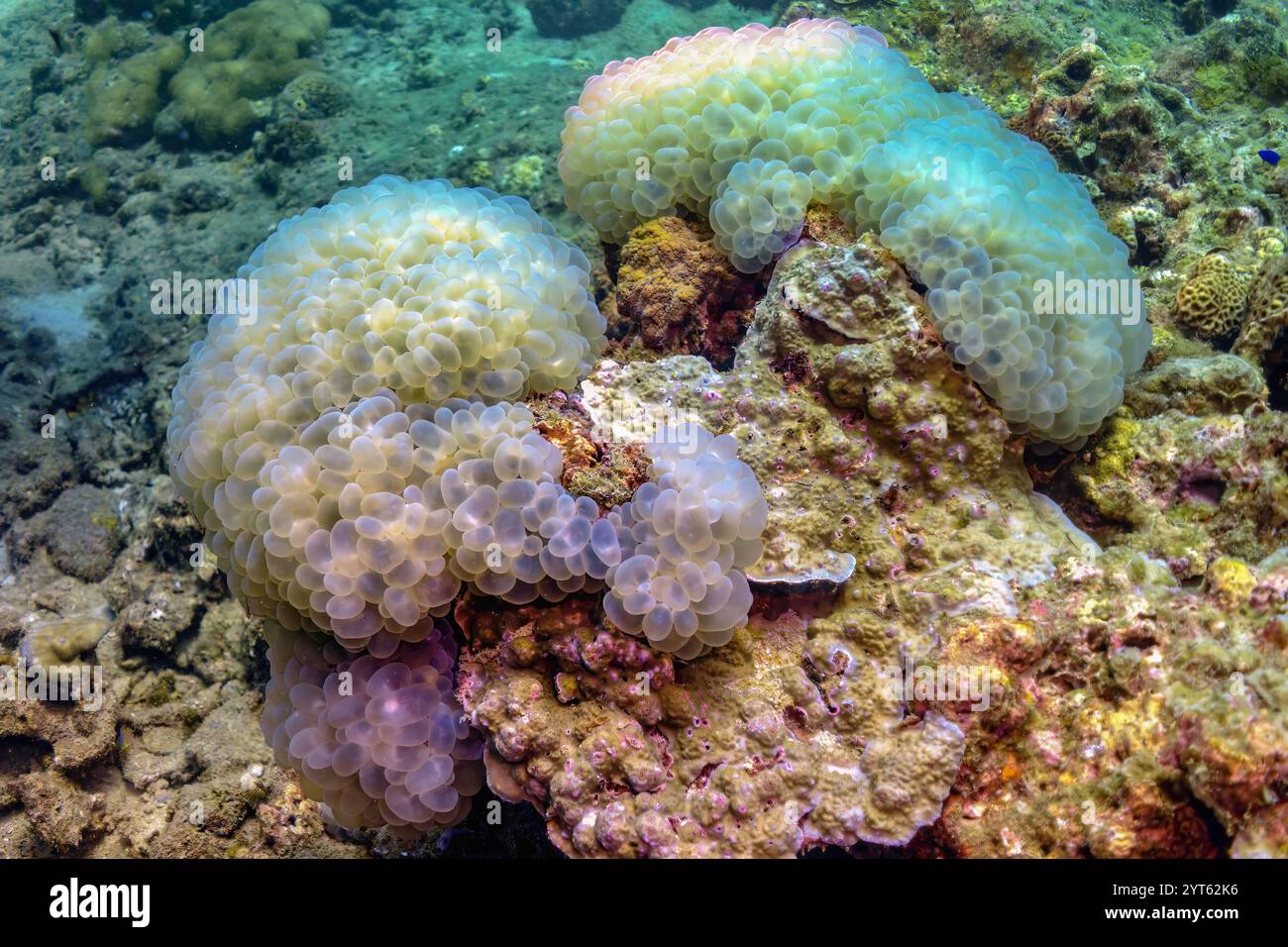 Vibrant bubble coral colonies are flourishing on a diverse and colorful ...