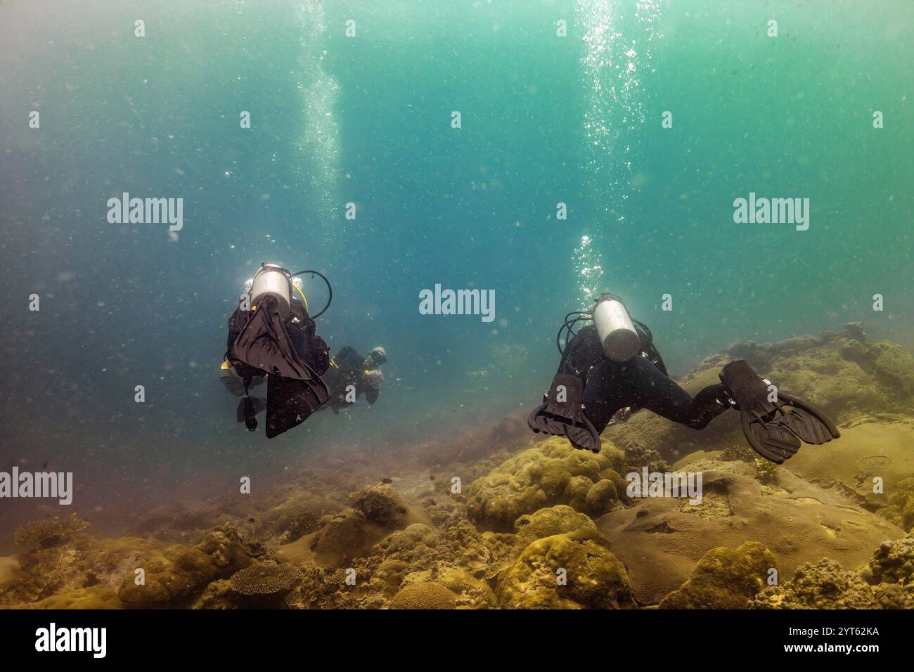 Two divers are exploring a muddy reef, their air bubbles ascending towards the surface in a ...