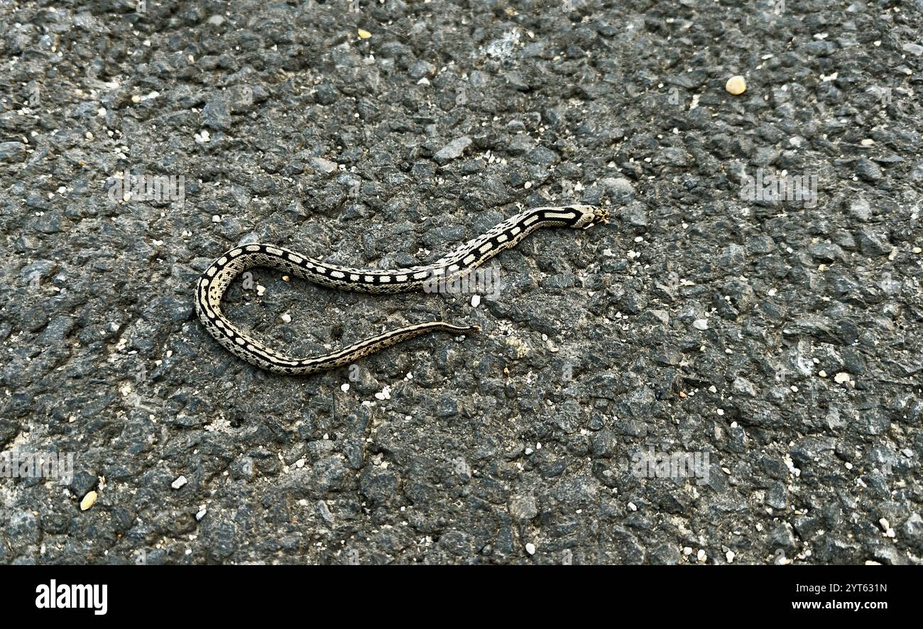 Dead snake run over on a road Stock Photo - Alamy