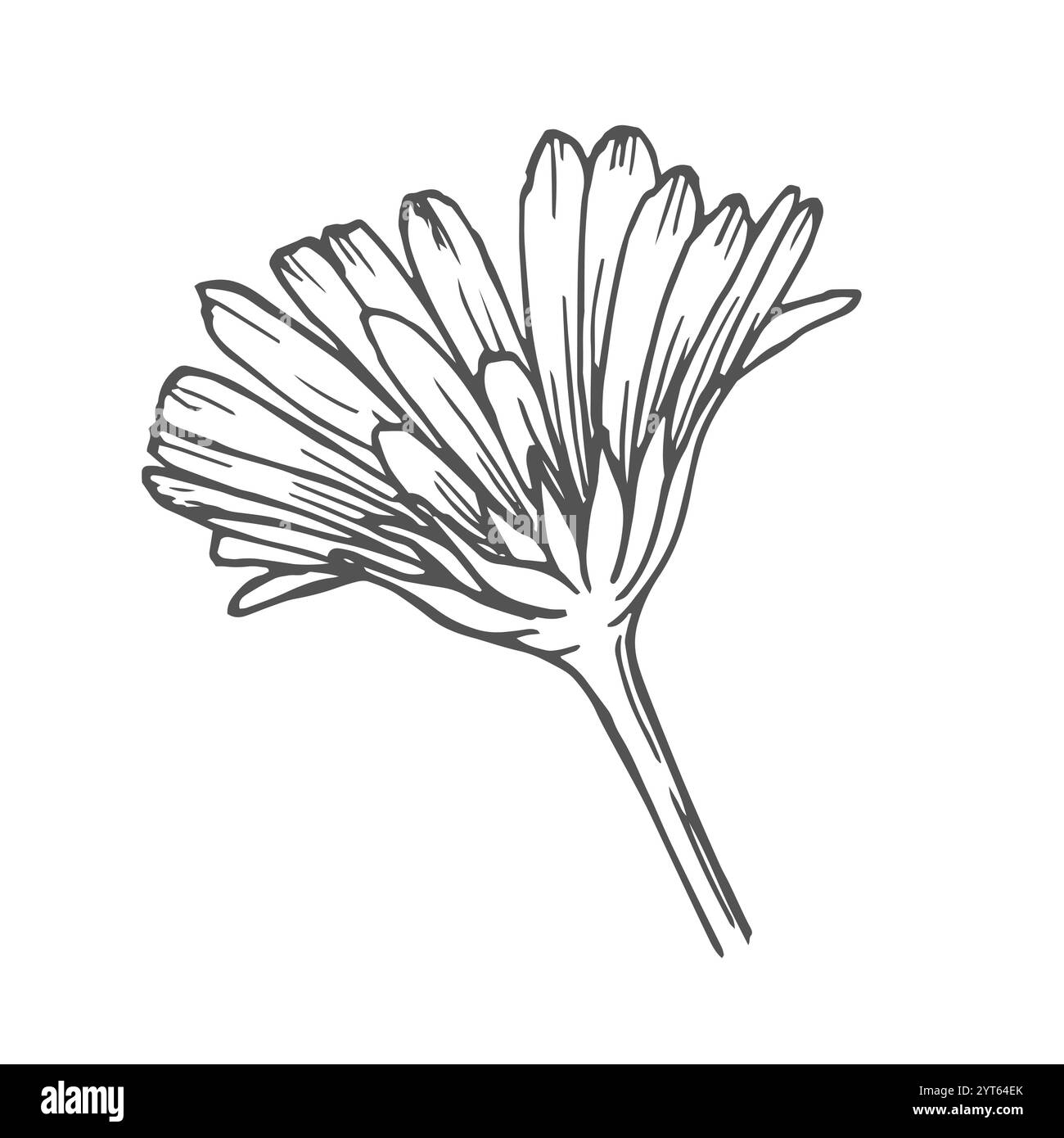 Calendula vector drawing. Isolated medical flower and leaves. Herbal ...