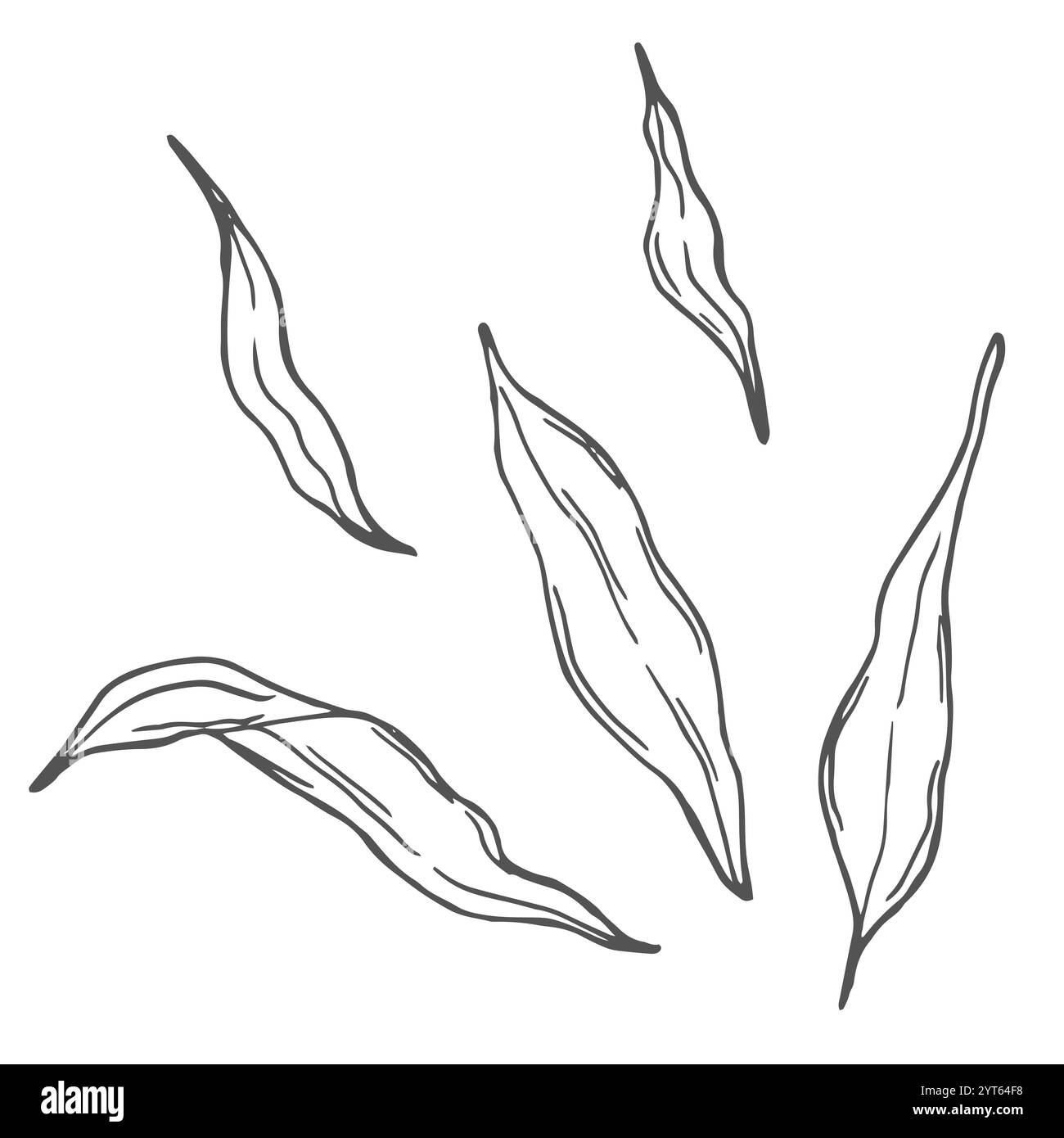 Beautiful tree twigs leaves Cut Out Stock Images & Pictures - Alamy