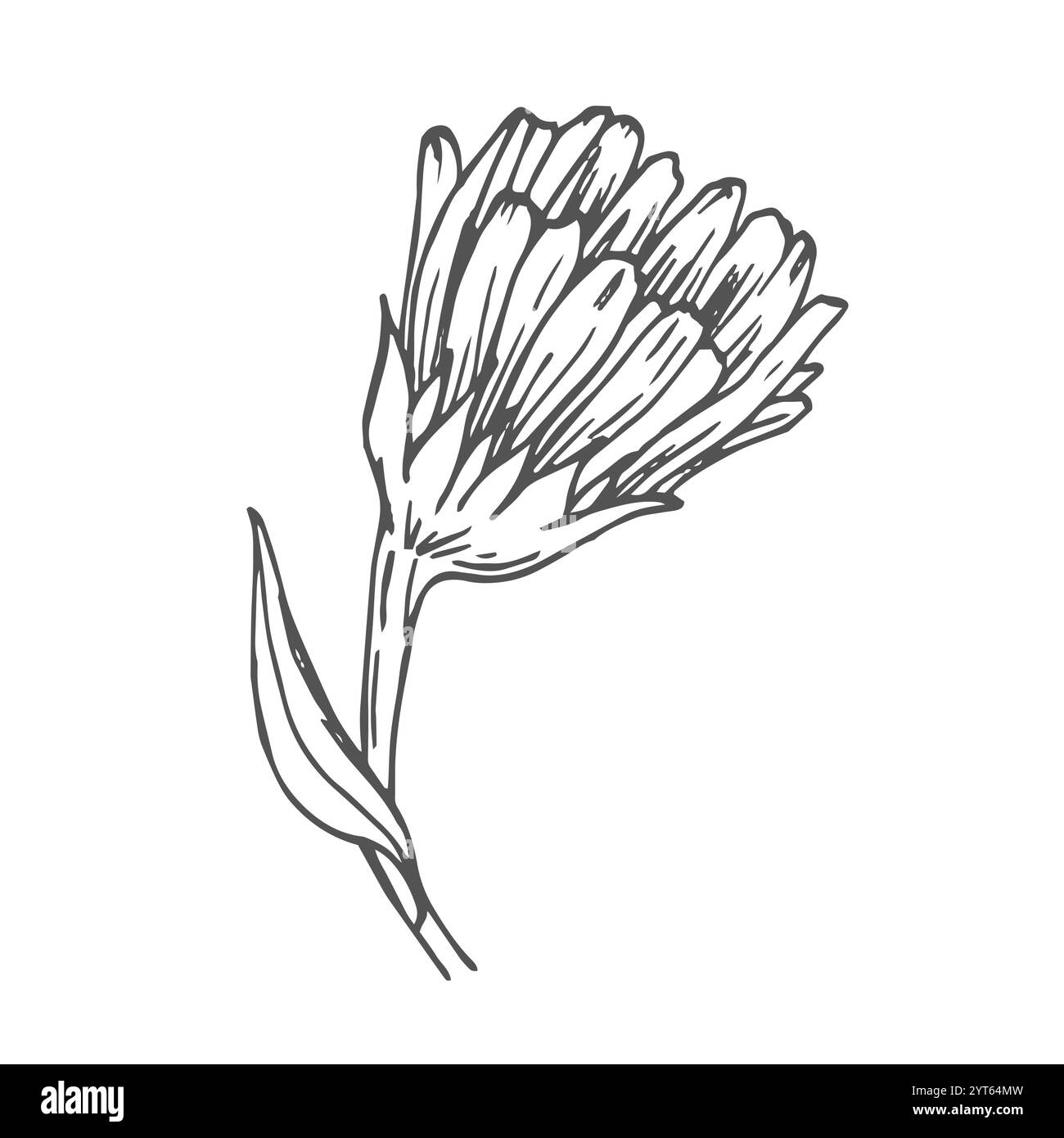 Calendula vector drawing. Isolated medical flower and leaves. Herbal ...