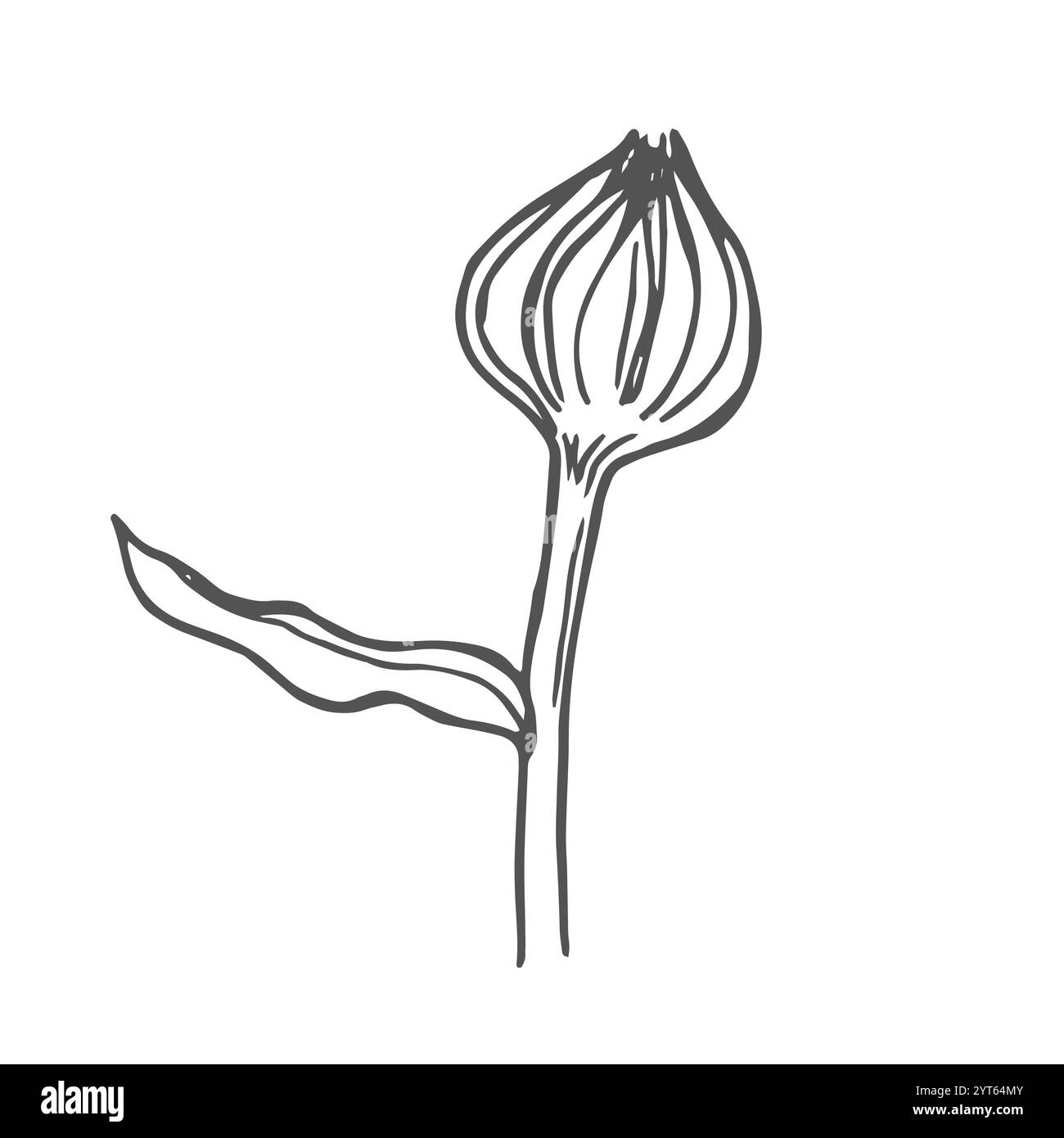 Calendula flower bud sketch in vector. Hand drawn illustration of ...