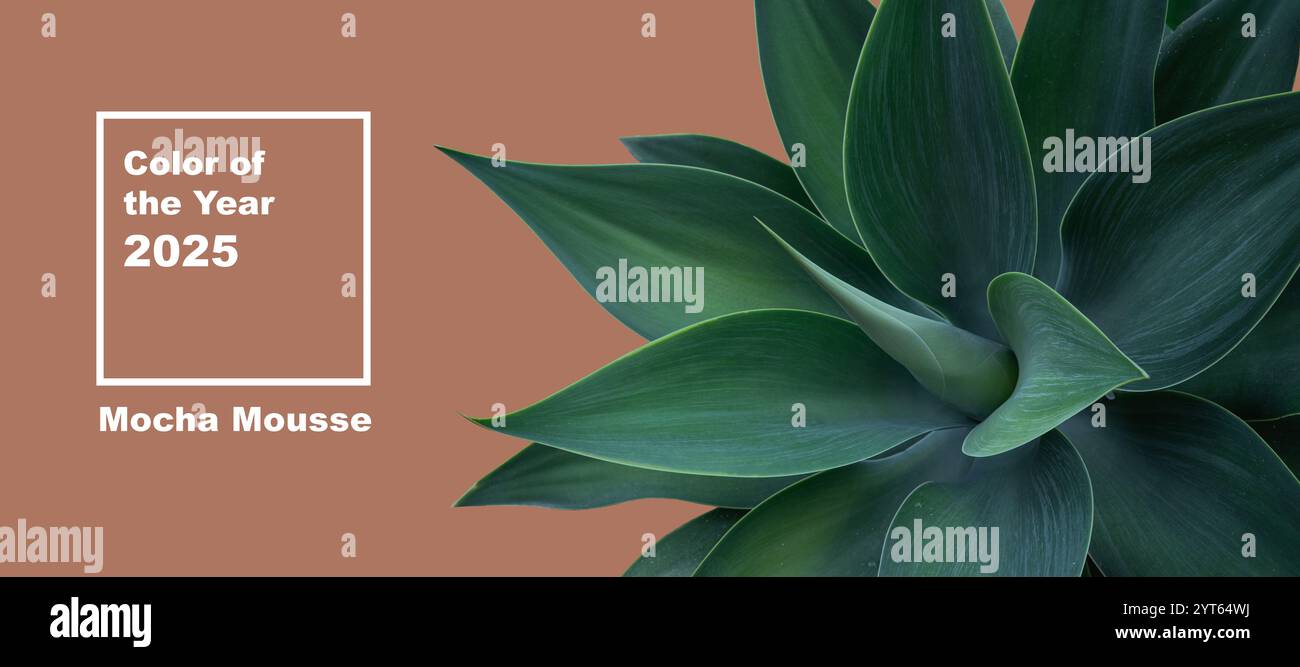 Close-Up of Green Agave Plant on Mocha Mousse tone Background. Color of ...
