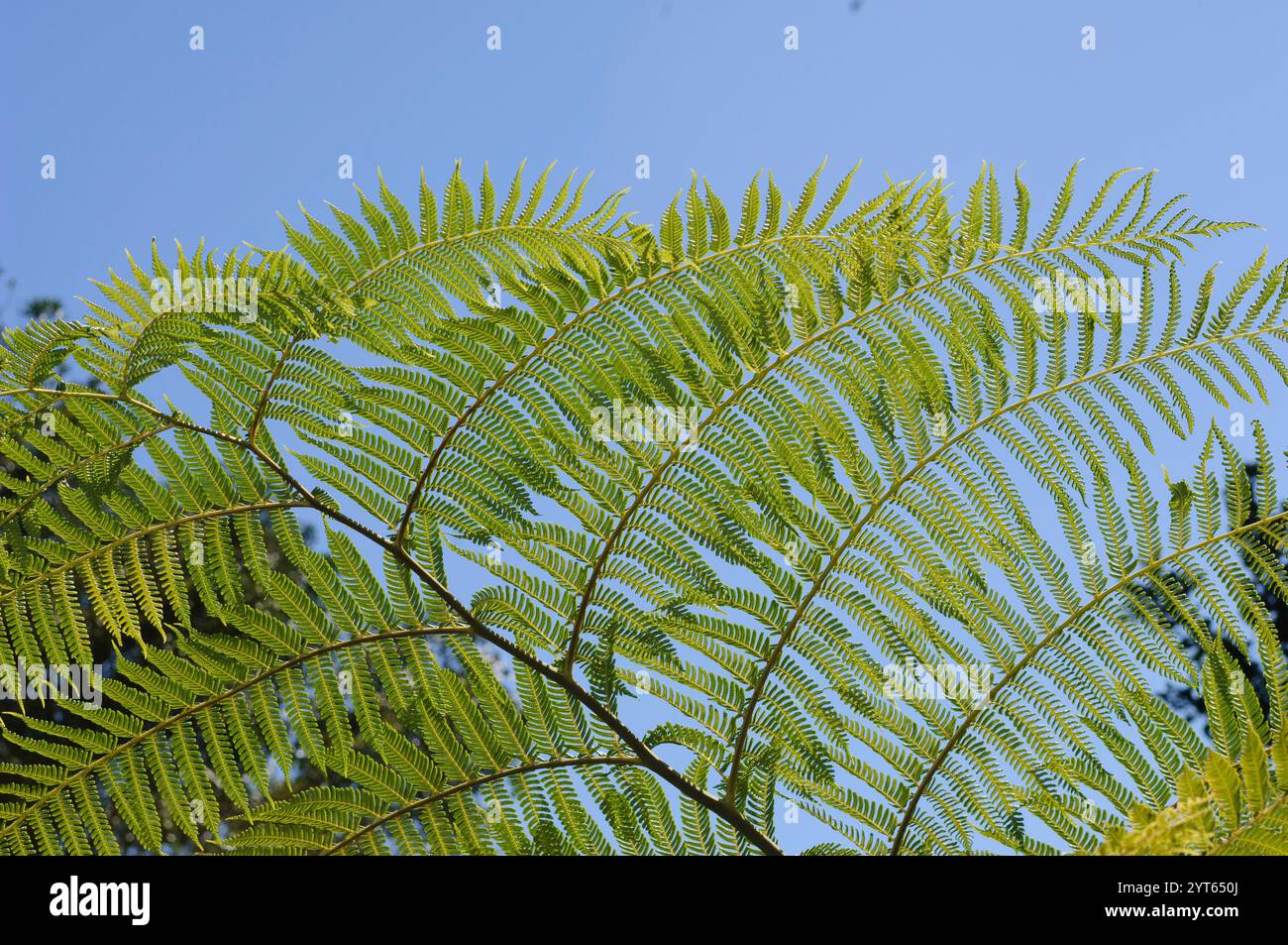 Funchal, Madeira, Portugal - April 14 2006: Tree ferns (Cyathea ...
