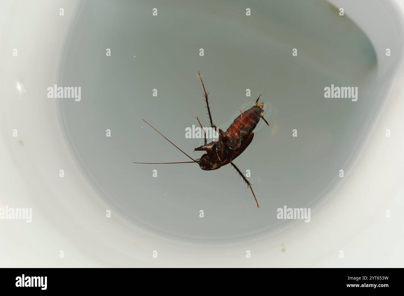 Orietnal cockroach accidentally drowned into a toilet sink, Spain Stock ...