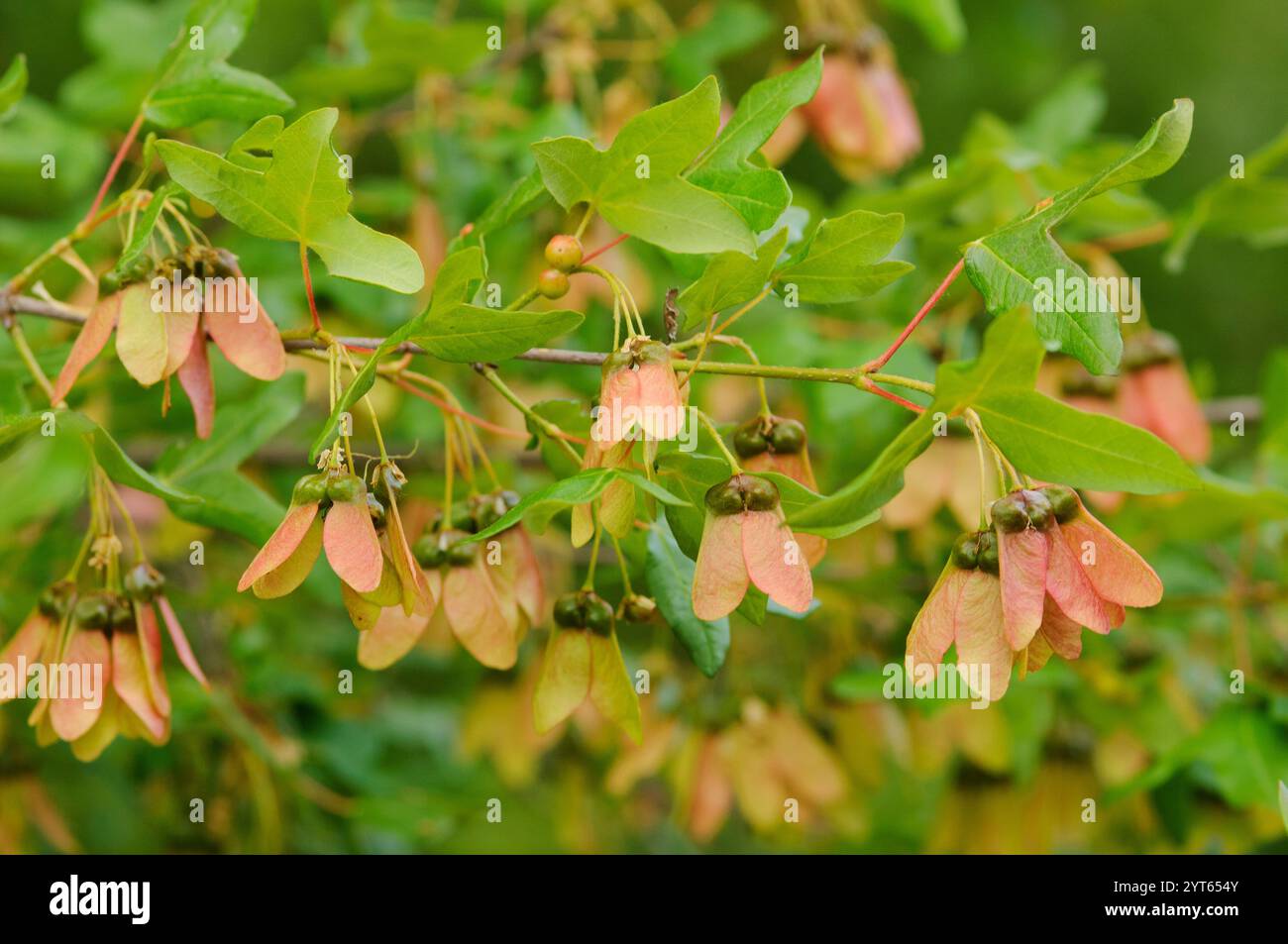 Montpellier maple acer monspessulanum hi-res stock photography and ...