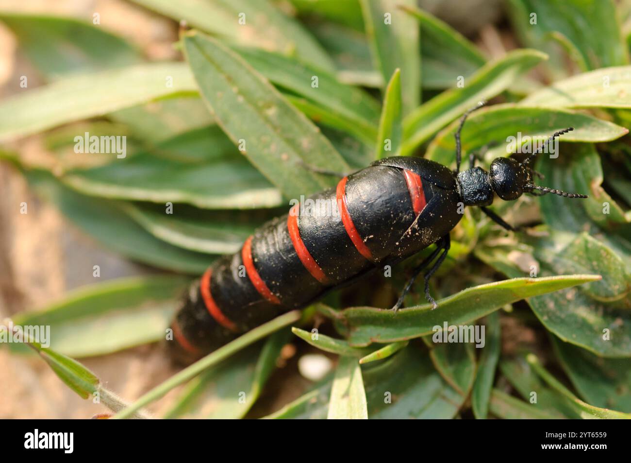Oil beetle (Meloe majalis) crawling across vegetation. These insects ...