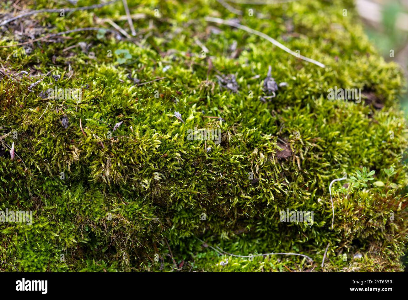 Showcasing small twigs hi-res stock photography and images - Alamy