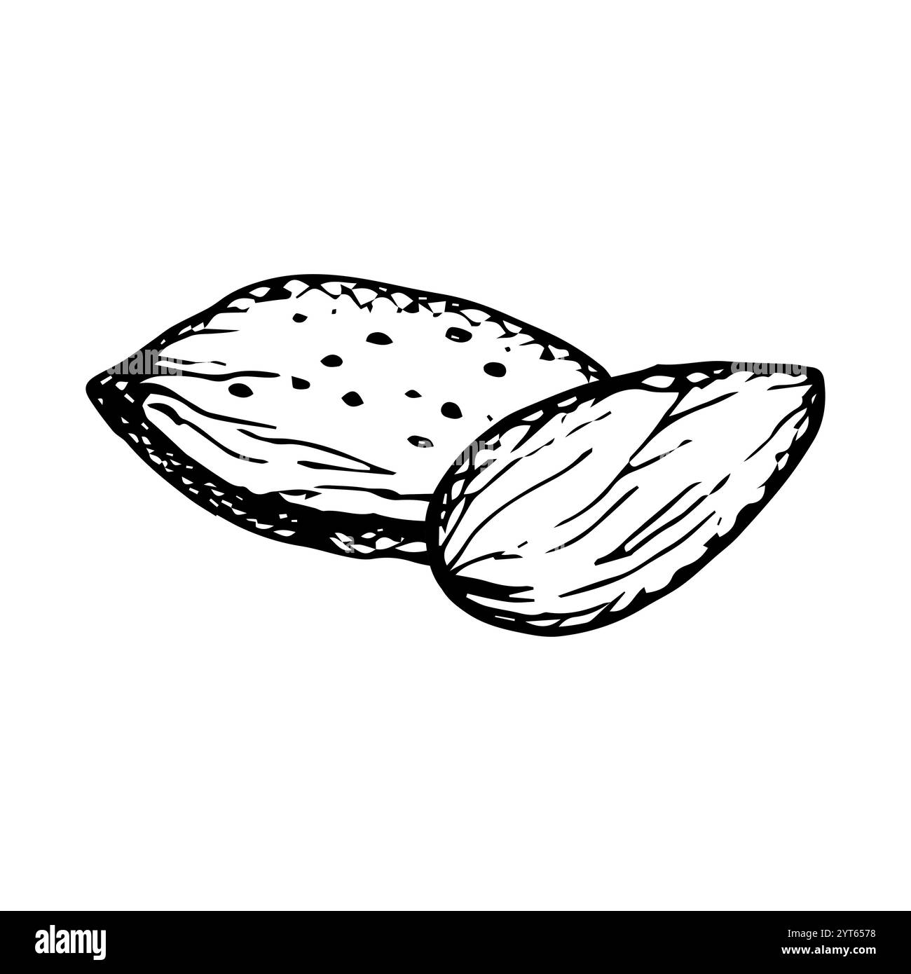 Vector illustration of whole almond and almond kernel. Hand drawn ...