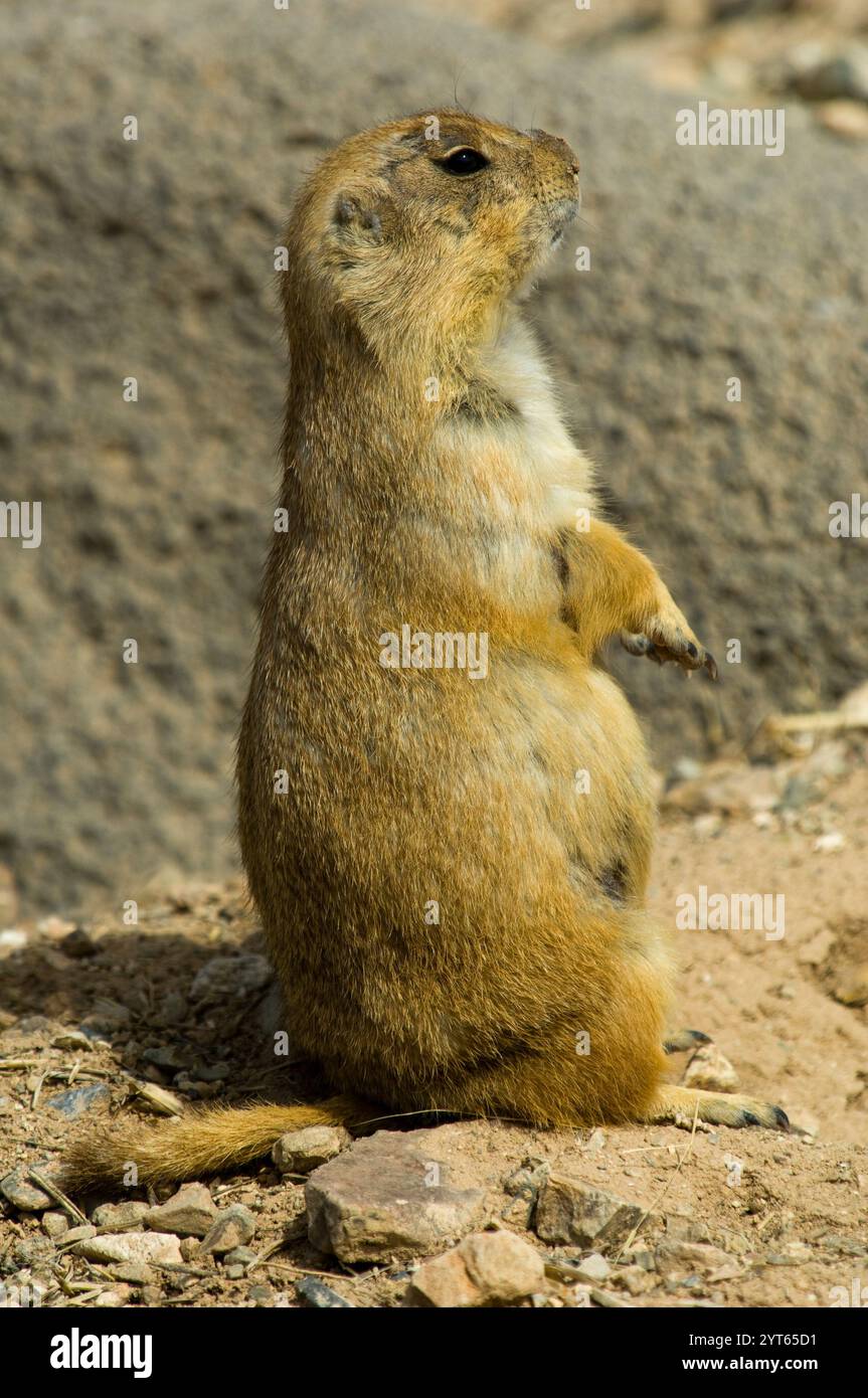 White-tailed Prairie Dog at an exhibit, Arizona, USA Stock Photo - Alamy