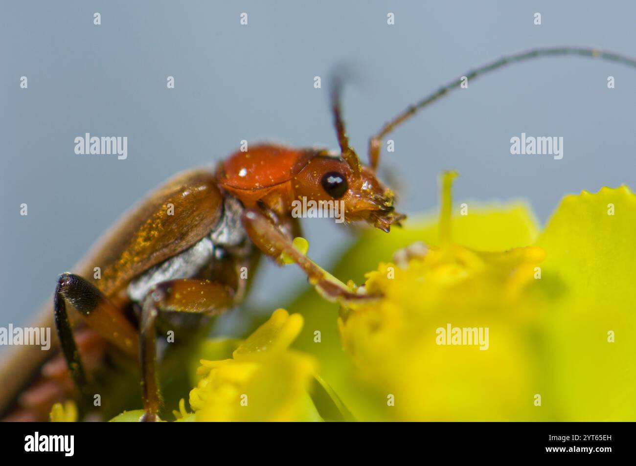 Coleopteran hi-res stock photography and images - Alamy