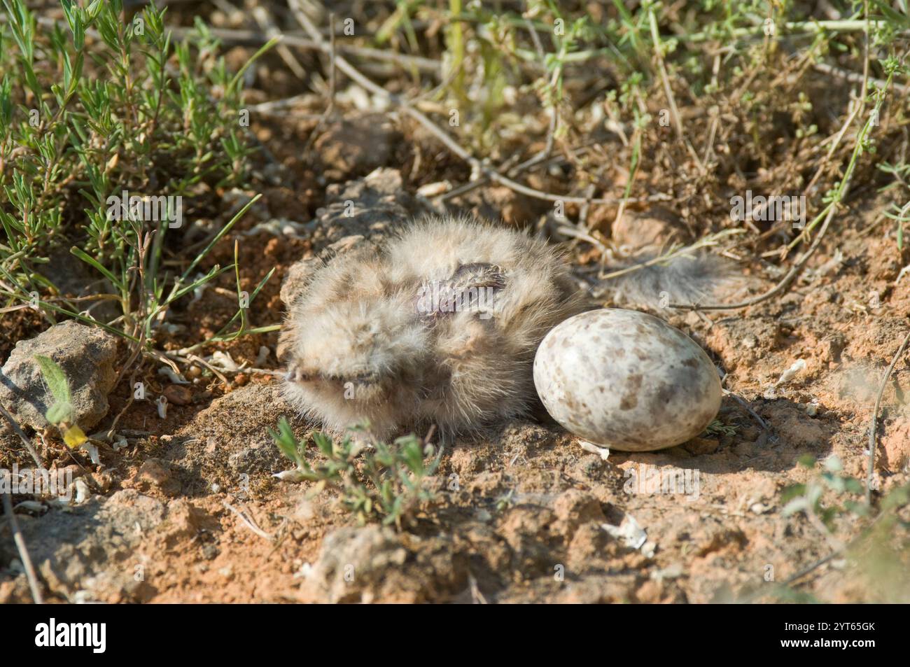 Red-Necked Nightjar (Caprimulgus ruficollis) chick and egg at nest ...