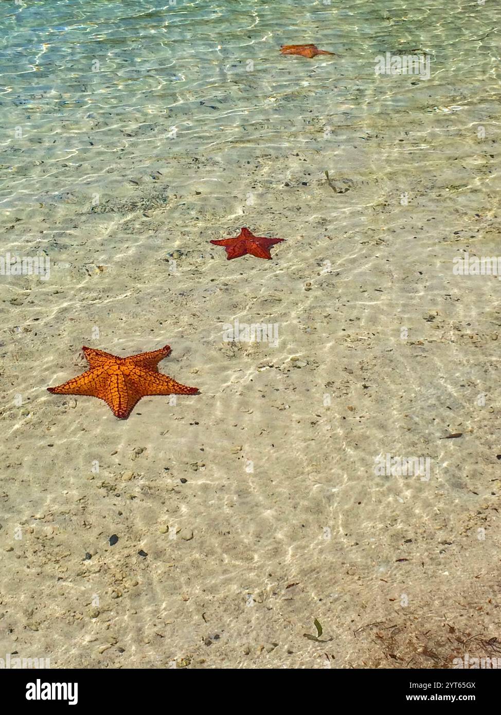 Five point star fish hi-res stock photography and images - Alamy