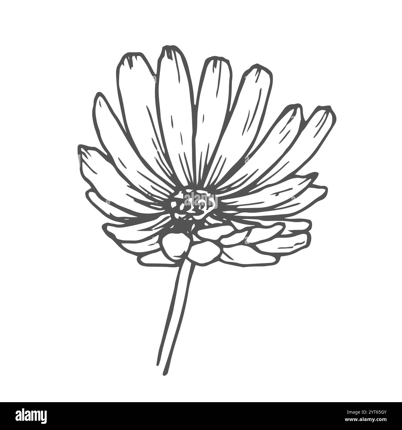 Calendula vector drawing. Isolated medical flower and leaves. Herbal ...