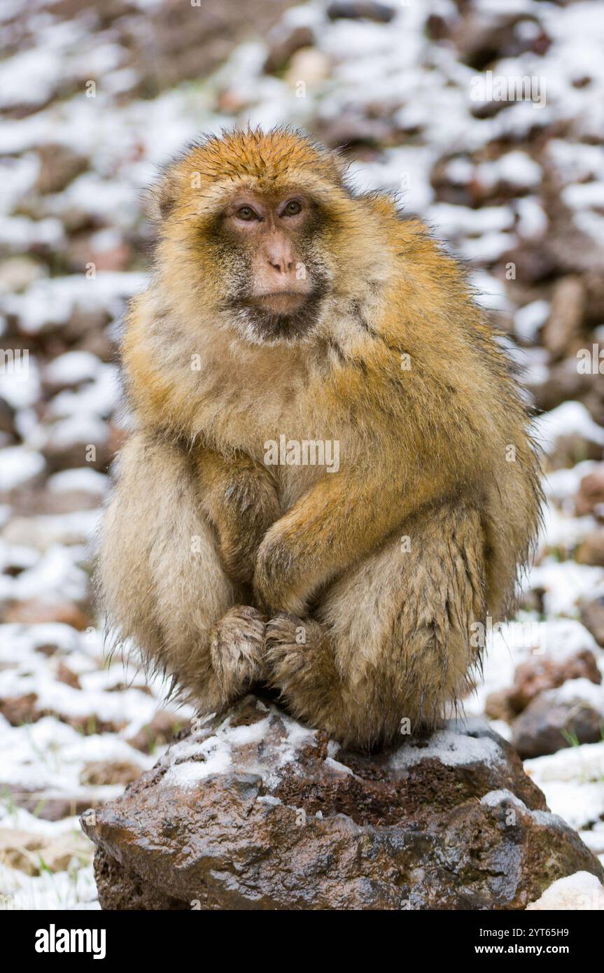 Barbary Macaque in the Atlas Cedar forest, Ifrane, Morocco Stock Photo ...