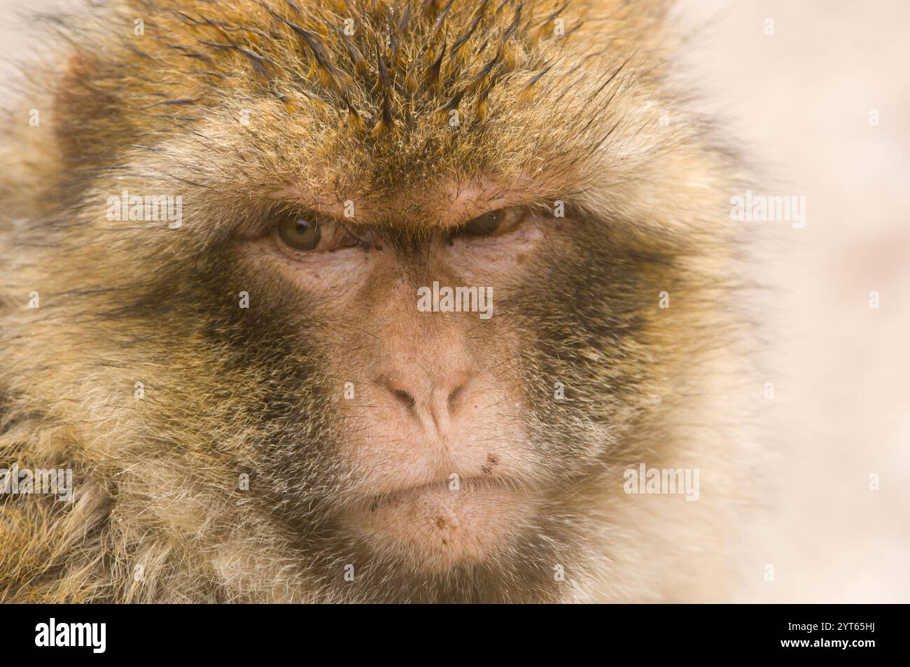 Barbary Macaque in the Atlas Cedar forest, Ifrane, Morocco Stock Photo ...