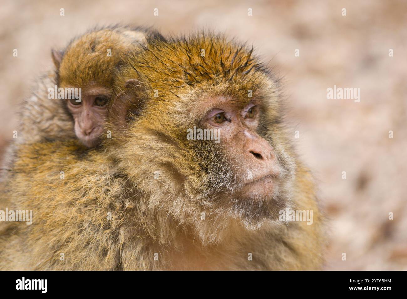 Barbary Macaque in the Atlas Cedar forest, Ifrane, Morocco Stock Photo ...