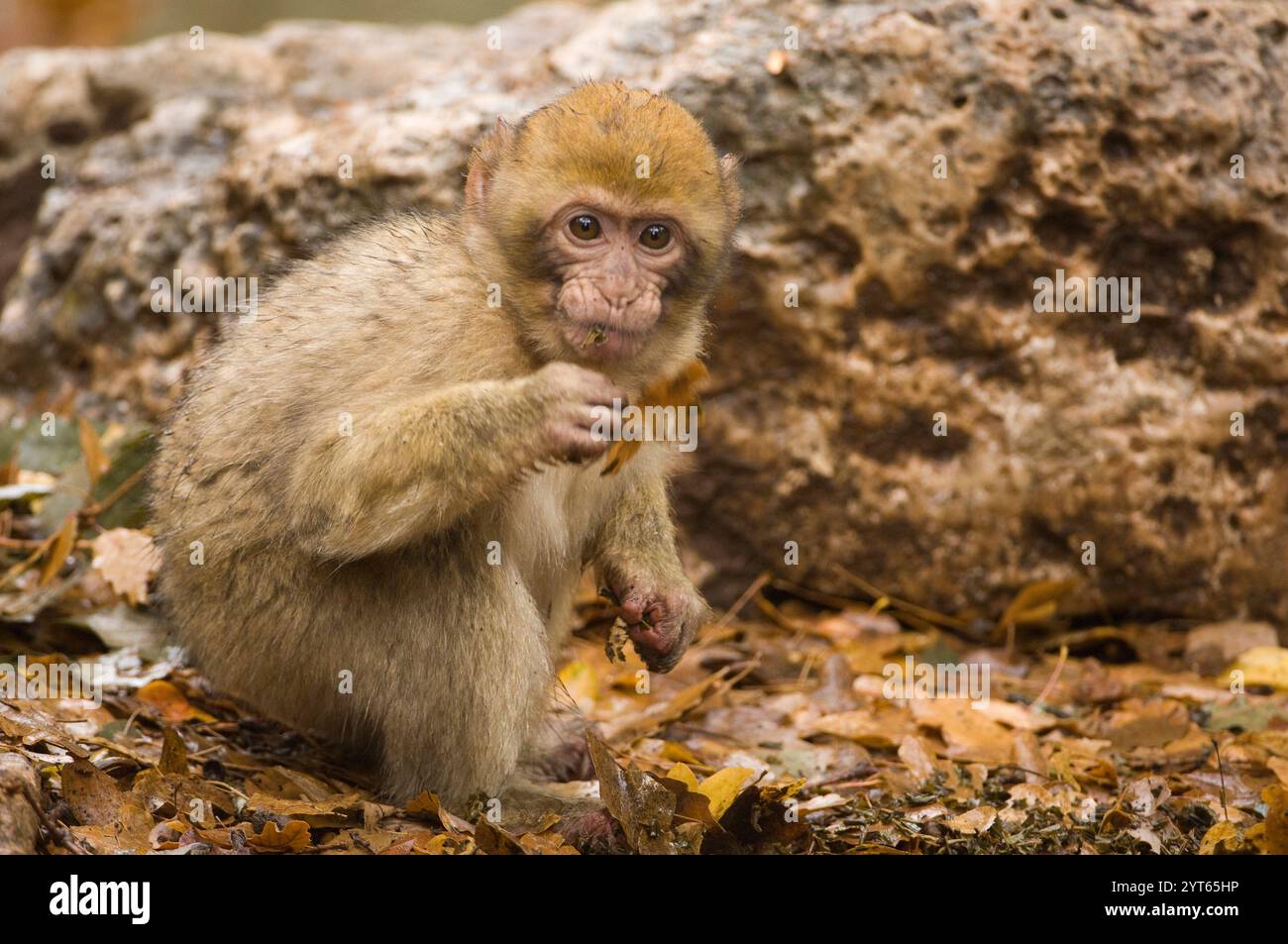 Barbary Macaque in the Atlas Cedar forest, Ifrane, Morocco Stock Photo ...