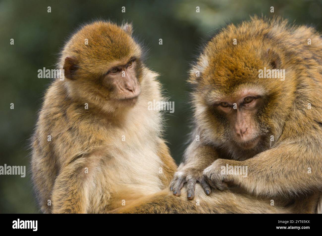 Barbary Macaques grooming e in the Atlas Cedar forest, Ifrane, Morocco ...