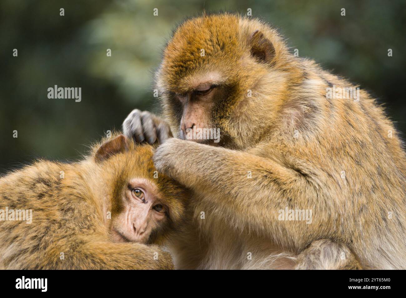 Barbary Macaques grooming in the Atlas Cedar forest, Ifrane, Morocco ...