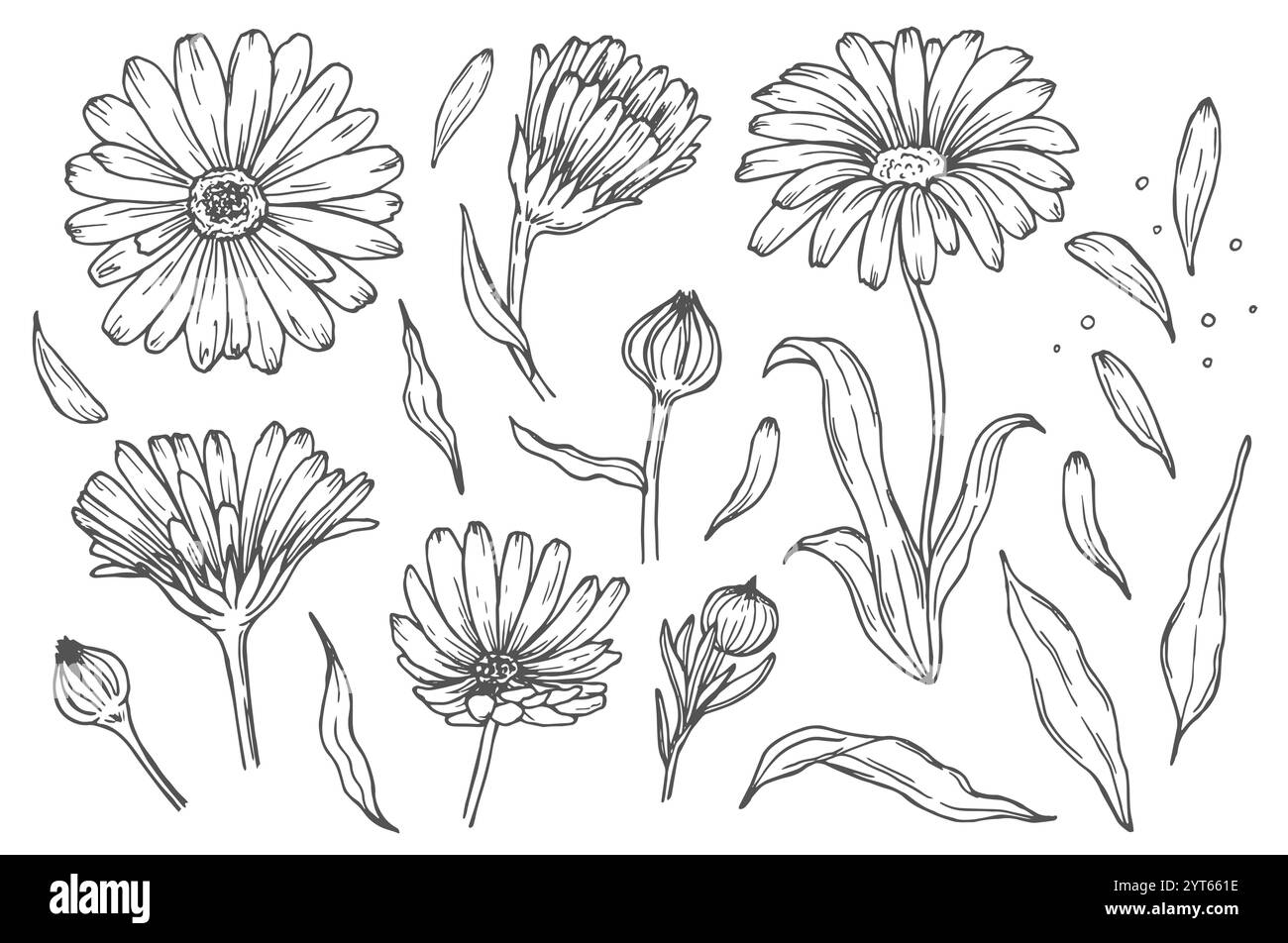 Drawing of the line of a calendula flower. Contour elements isolated on ...