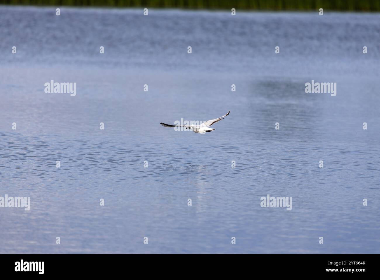 A white bird gracefully flies low over calm blue water, its wings ...