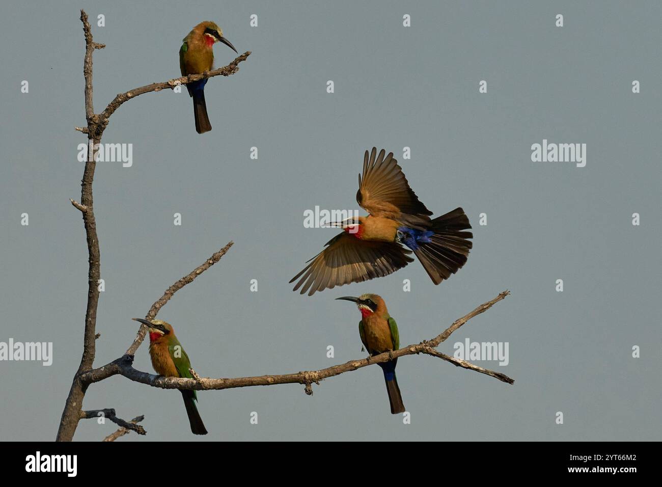 White-fronted Bee-eaters (Merops bullockoides) perched on the branches ...