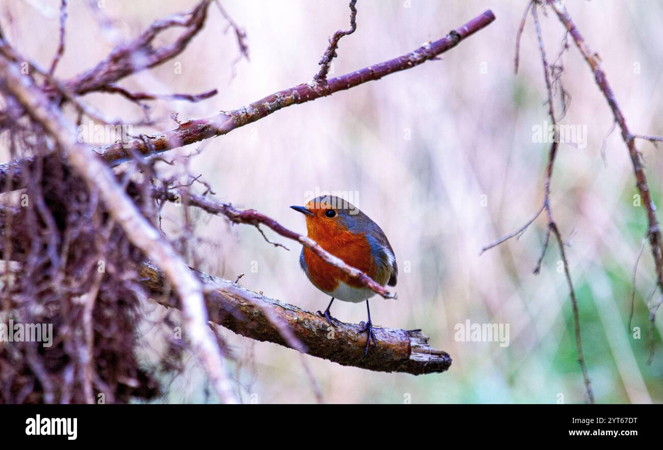 Dundee, Tayside, Scotland, UK. 6th Dec, 2024. UK Wildlife: Templeton ...