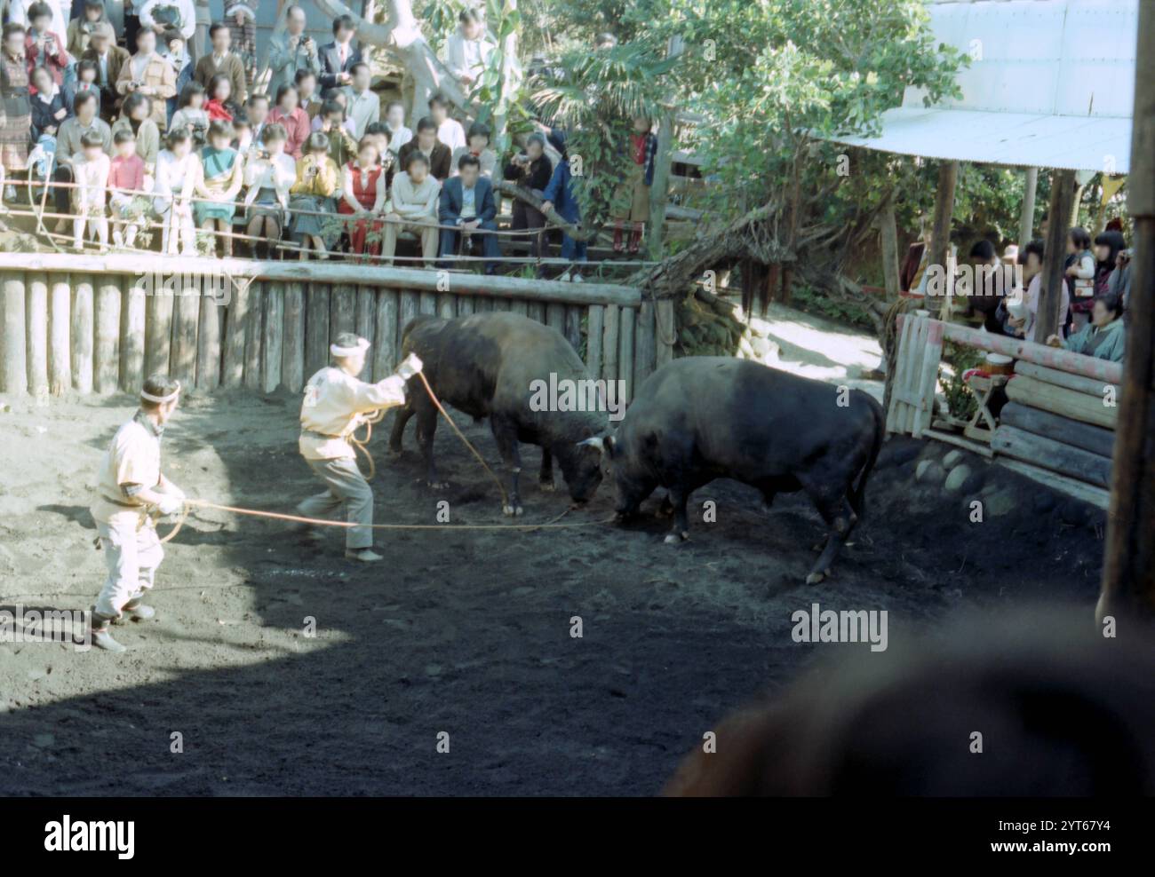 Vintage photo of bullfighting (bull wrestling) in Hachijo-jima Island ...