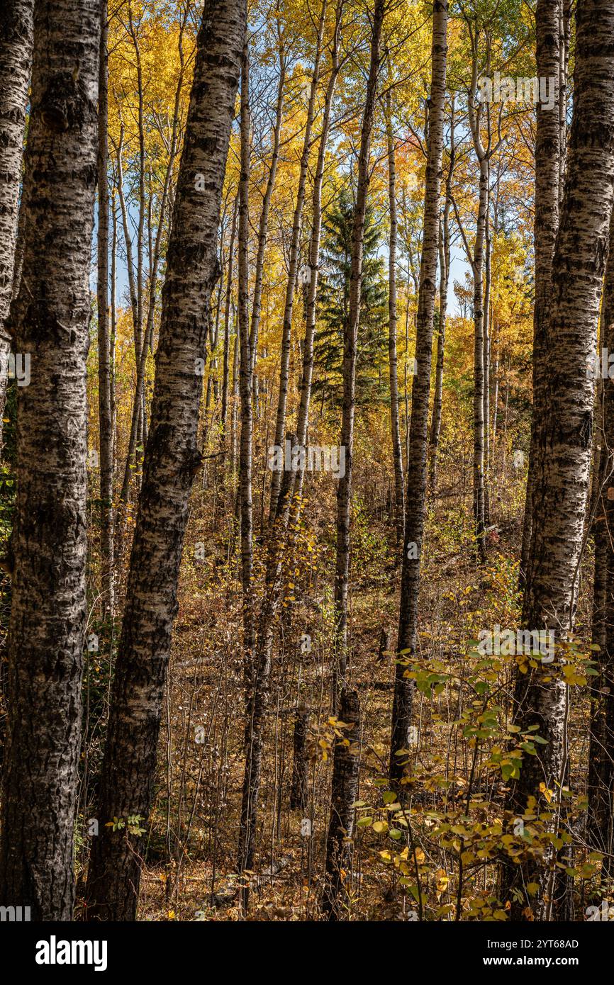A forest with trees that are mostly brown and yellow. The trees are ...