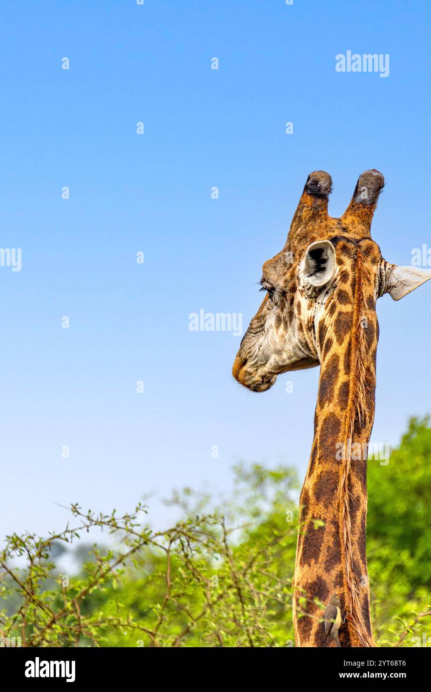 Giraffe in Kruger National Park, South Africa Stock Photo - Alamy
