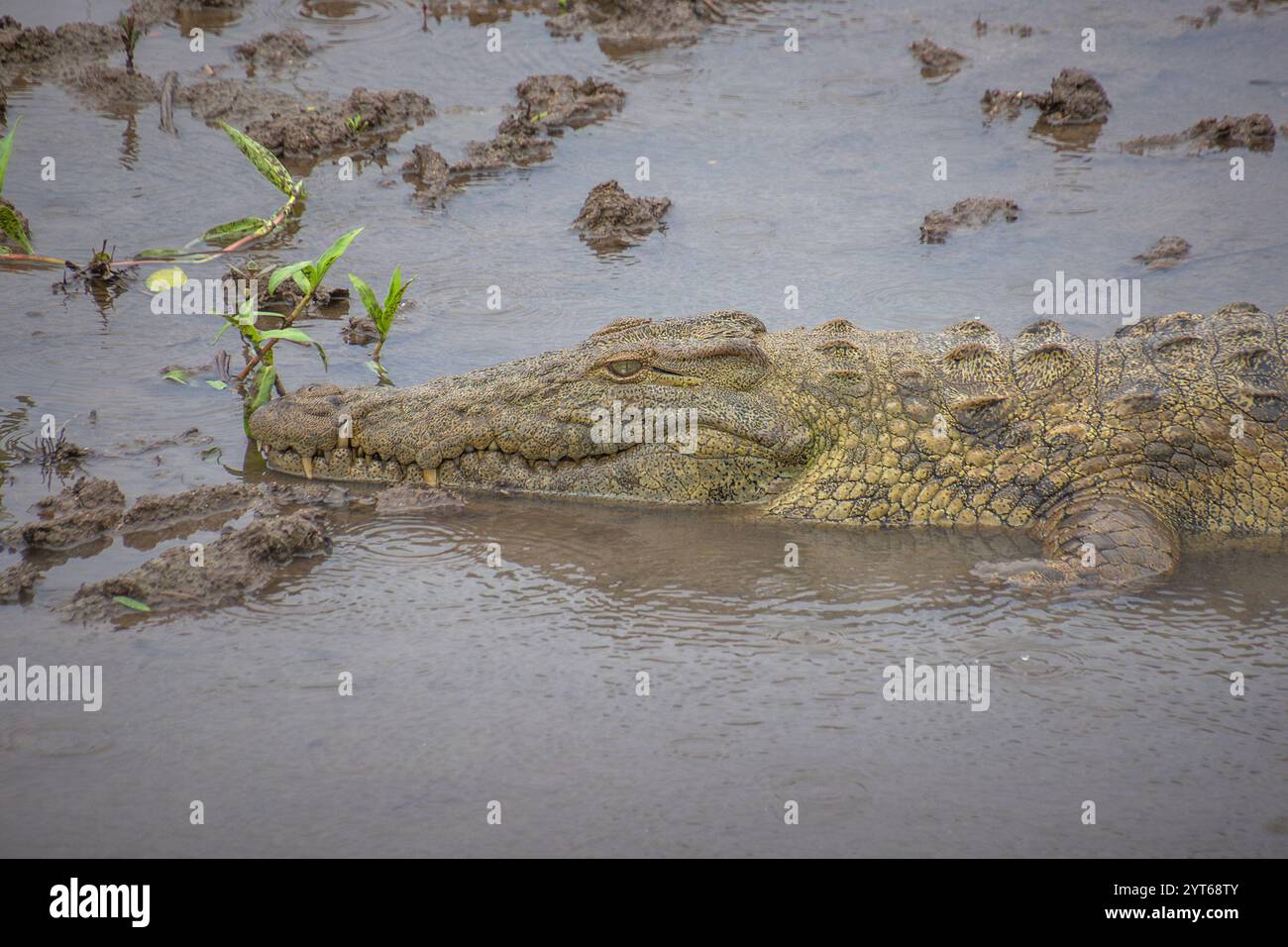 crocodile in Kruger National Park, South Africa Stock Photo - Alamy