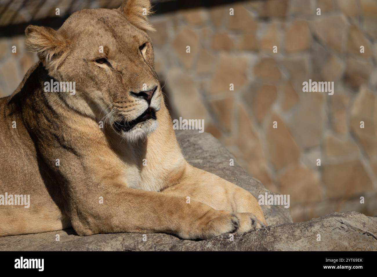 Lioness Zoo Enclosure Resting - A lioness relaxes on a rock in a zoo ...