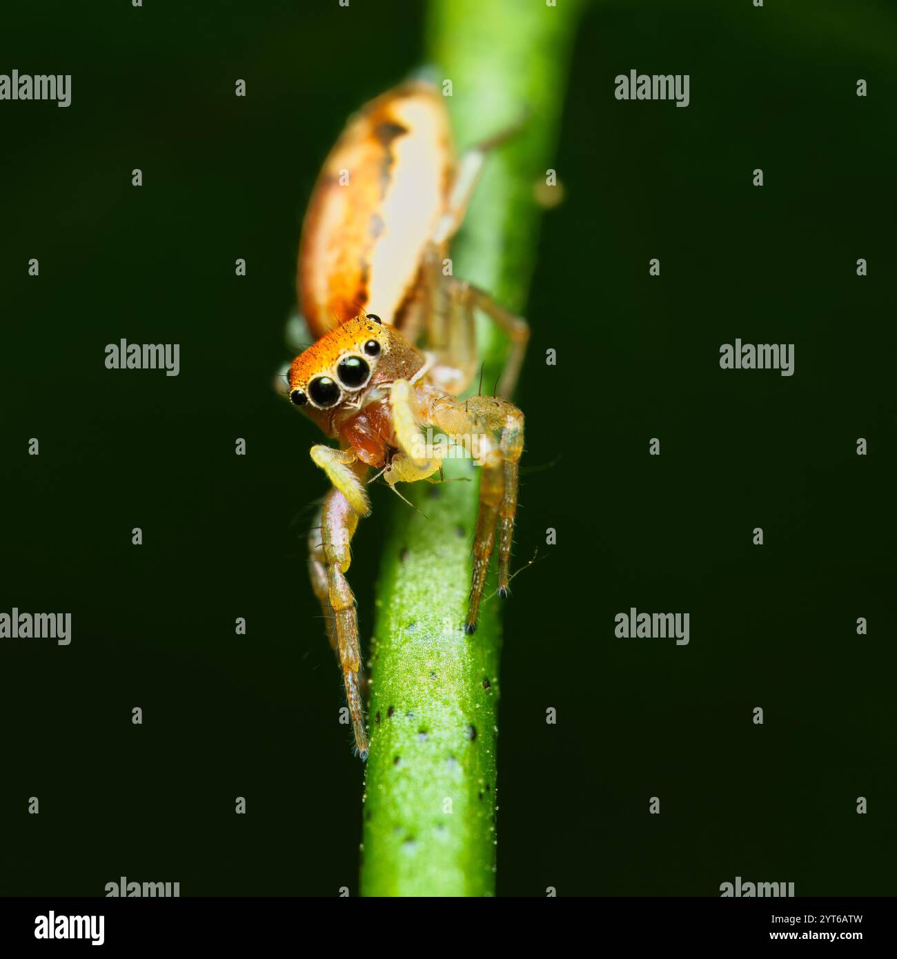 Iridescent jumping spider on passion fruit stem eating an aphid, Mahe ...