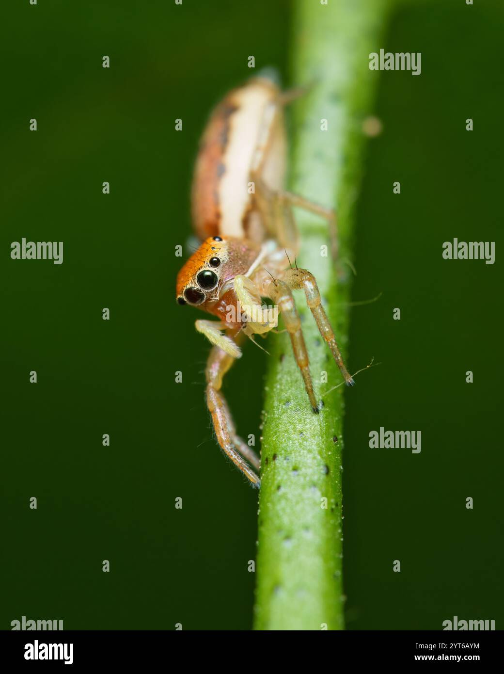 Iridescent jumping spider on passion fruit stem eating an aphid, Mahe ...