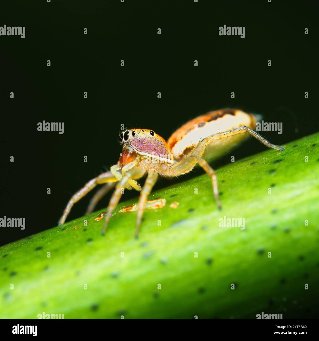 Iridescent jumping spider on passion fruit stem eating an aphid, Mahe ...