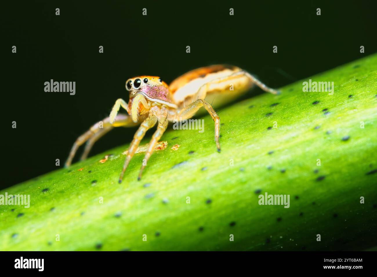 Iridescent jumping spider on passion fruit stem eating an aphid, Mahe ...