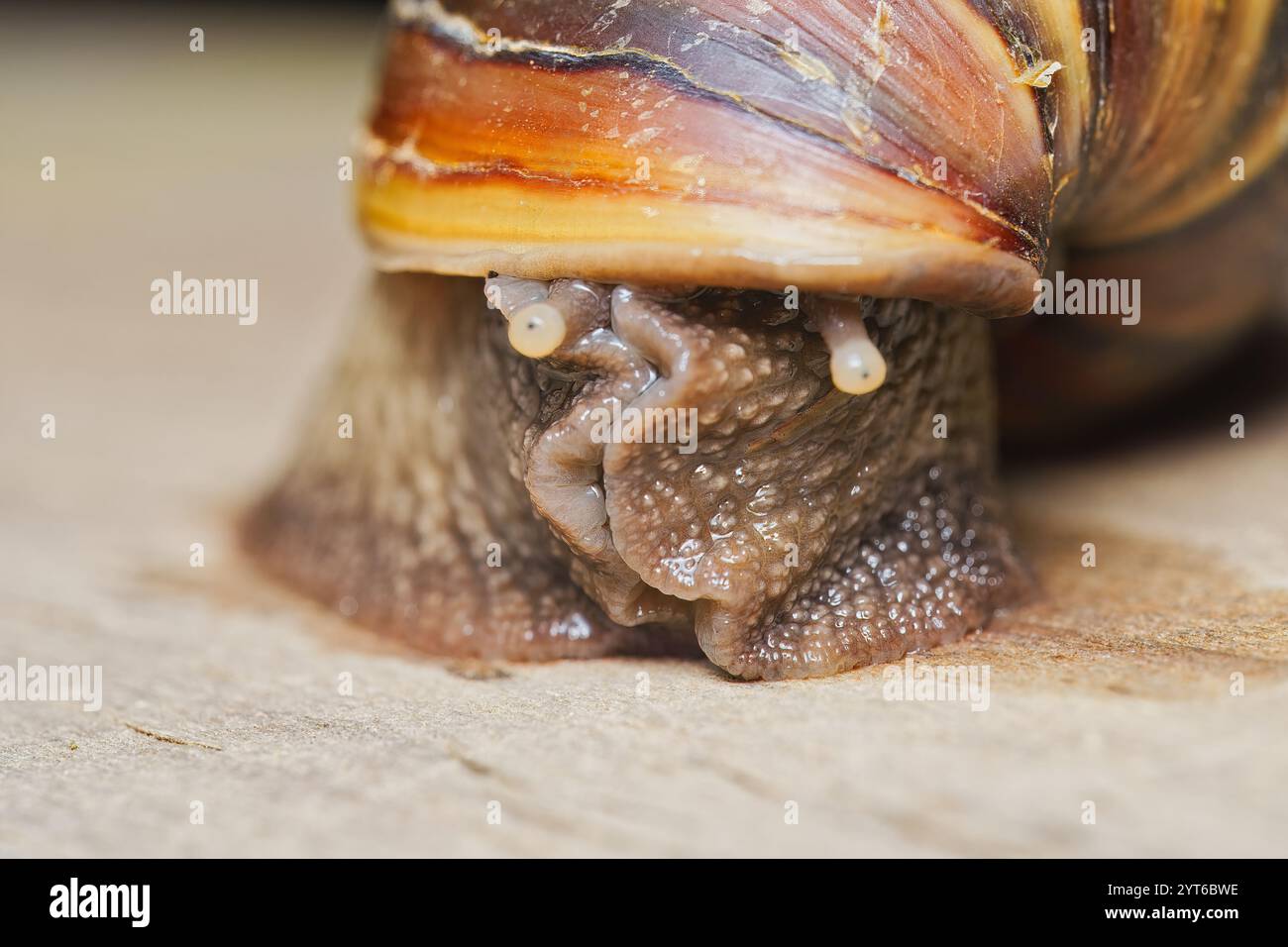 Macro photography of African giant land snail (Achatina fulica) eyes ...