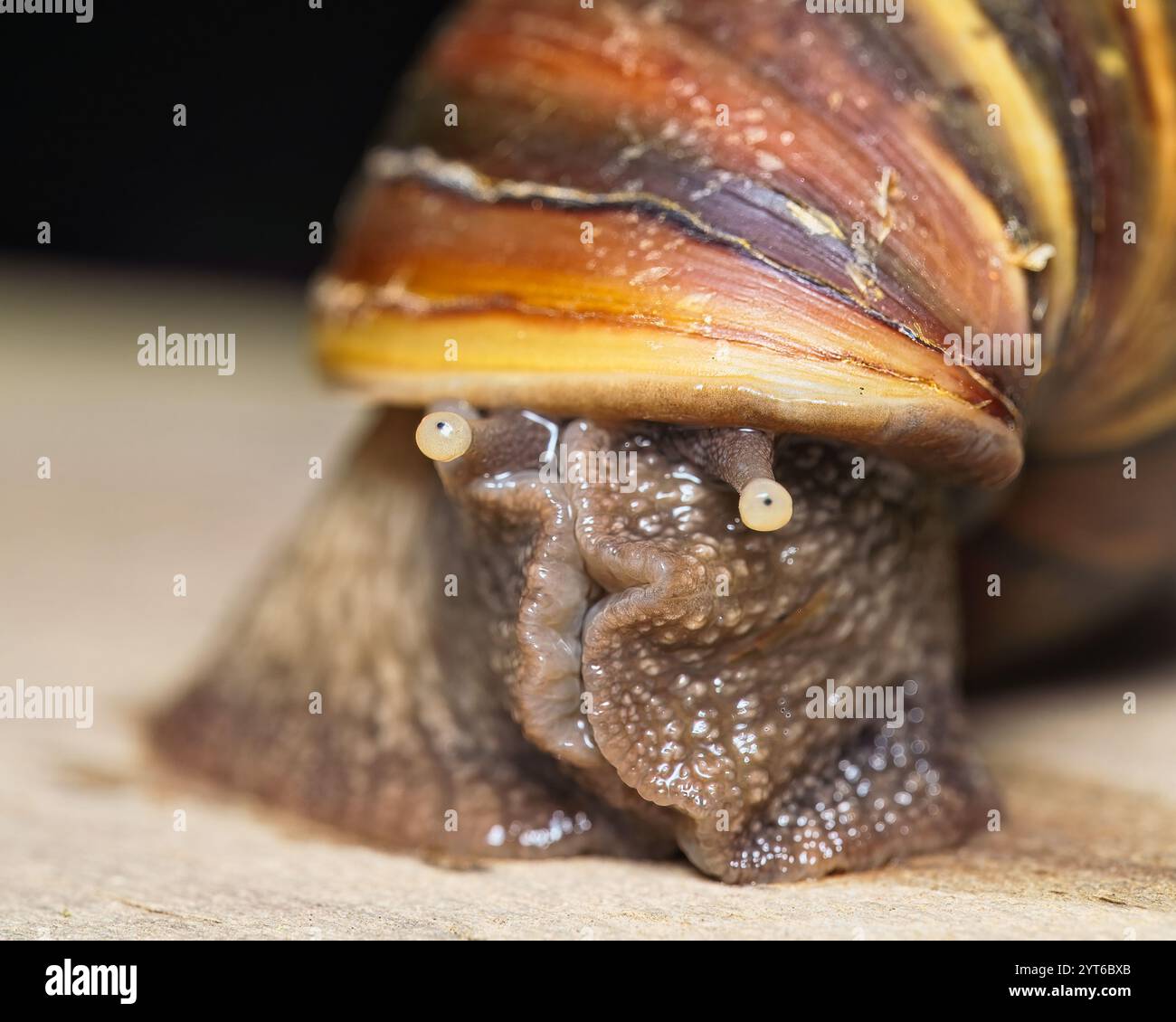 Macro photography of African giant land snail (Achatina fulica) eyes ...