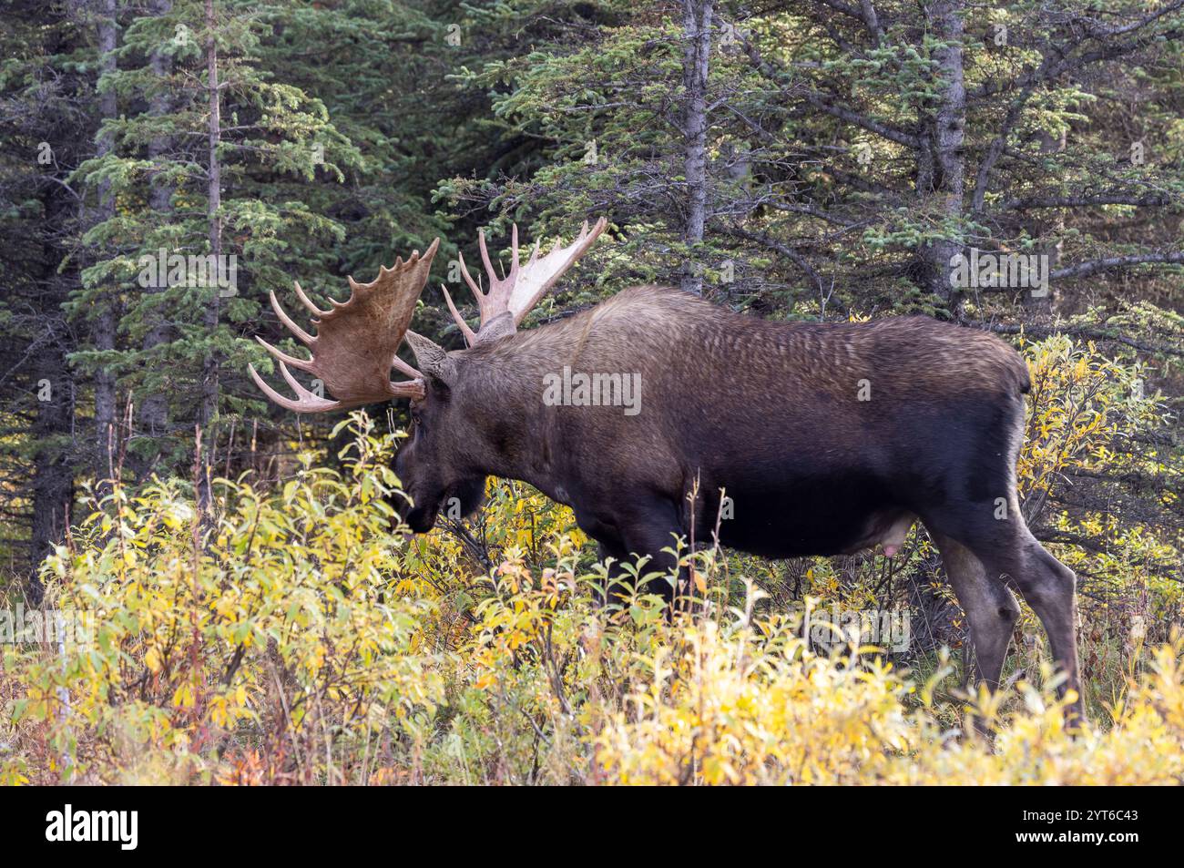 Alaska Yukon Bull Moose in Denali National Park Alaska in Autumn Stock ...