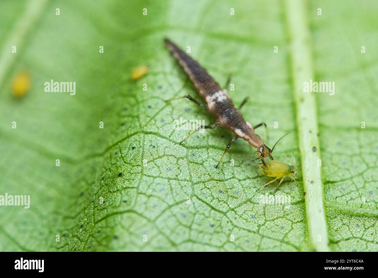 Macro photography of Brown Lacewing Larva on cotton tree leaf, Mahe ...
