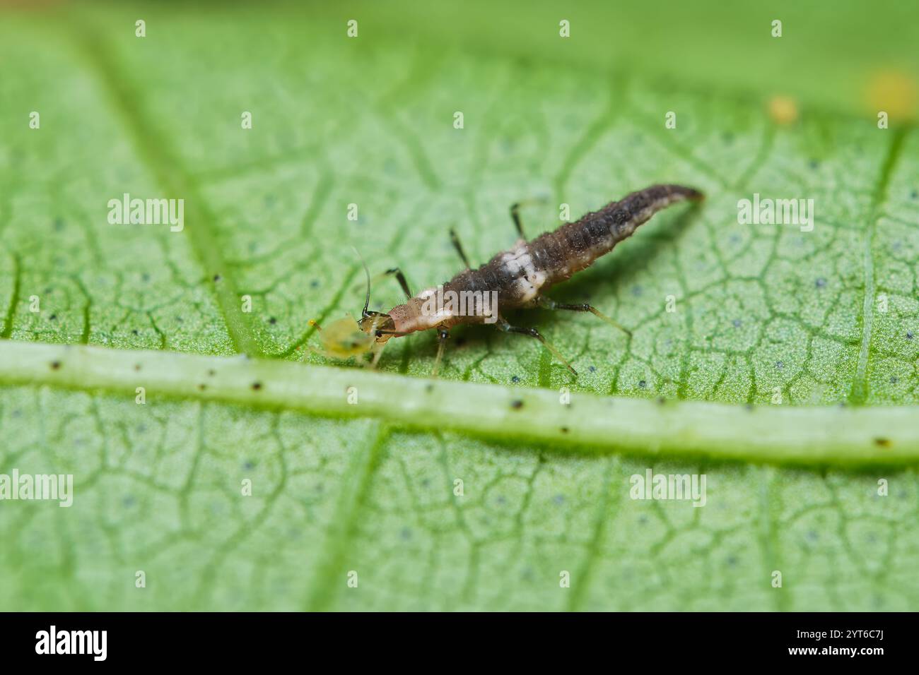 Macro photography of Brown Lacewing Larva on cotton tree leaf, Mahe, Seychelles Stock Photo - Alamy
